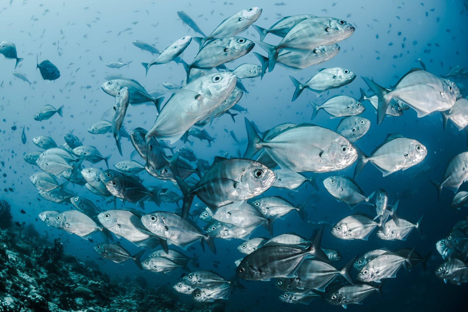 Protecting the ocean could help us fight climate change | World ...