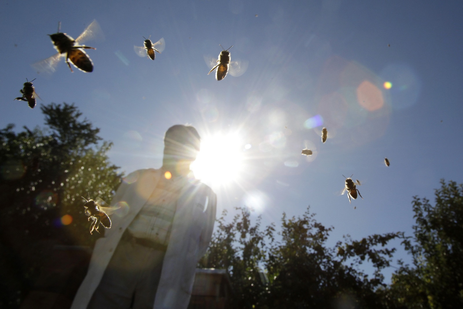How insect hotels and honey highways are helping save bees in the ...