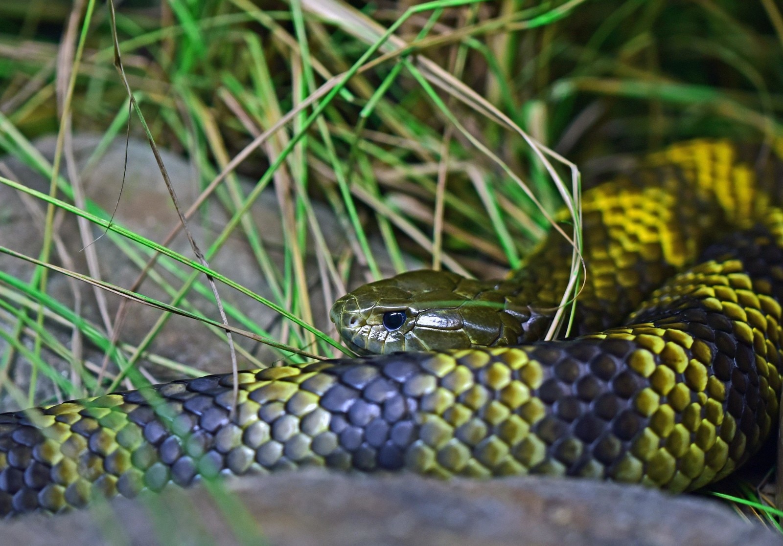 Lower genetic diversity of snakes due to urbanization is concerning ...