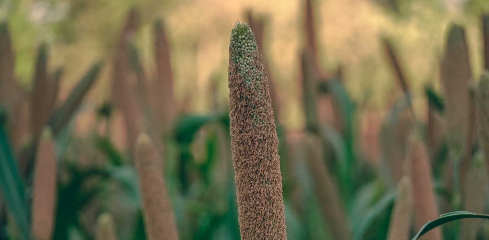 Millet: can this 'superfood' make climate comeback? | World Economic Forum
