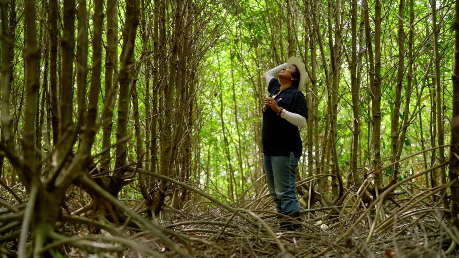 How technology can scale mangrove restoration projects | World Economic ...