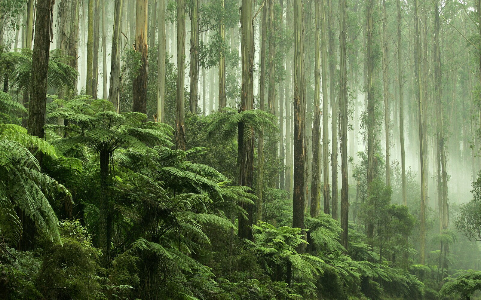 Forest Trends | World Economic Forum