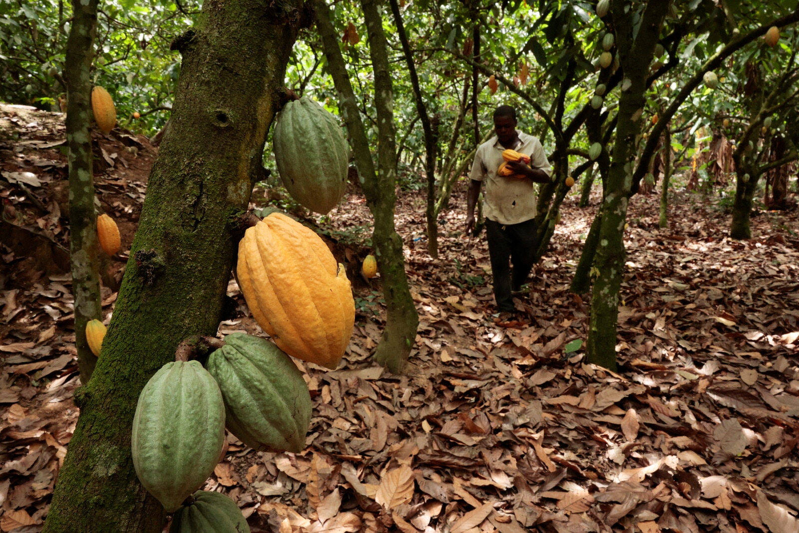 Protect, manage, restore: a formula to end deforestation | World ...