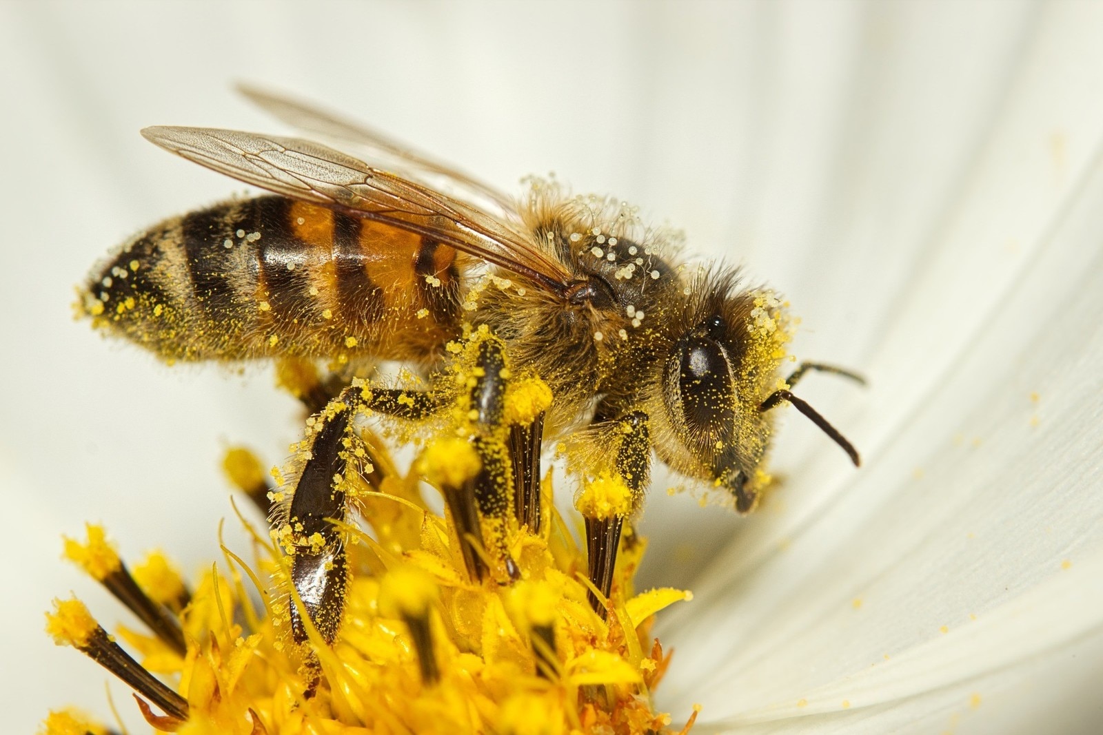 World Bee Day: Analysing bees' remarkable abilities in learning and ...