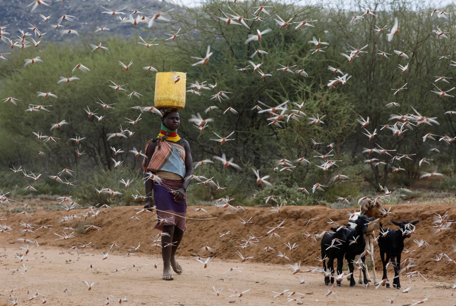 Locust swarms threaten to devastate crops in eastern Africa | World ...