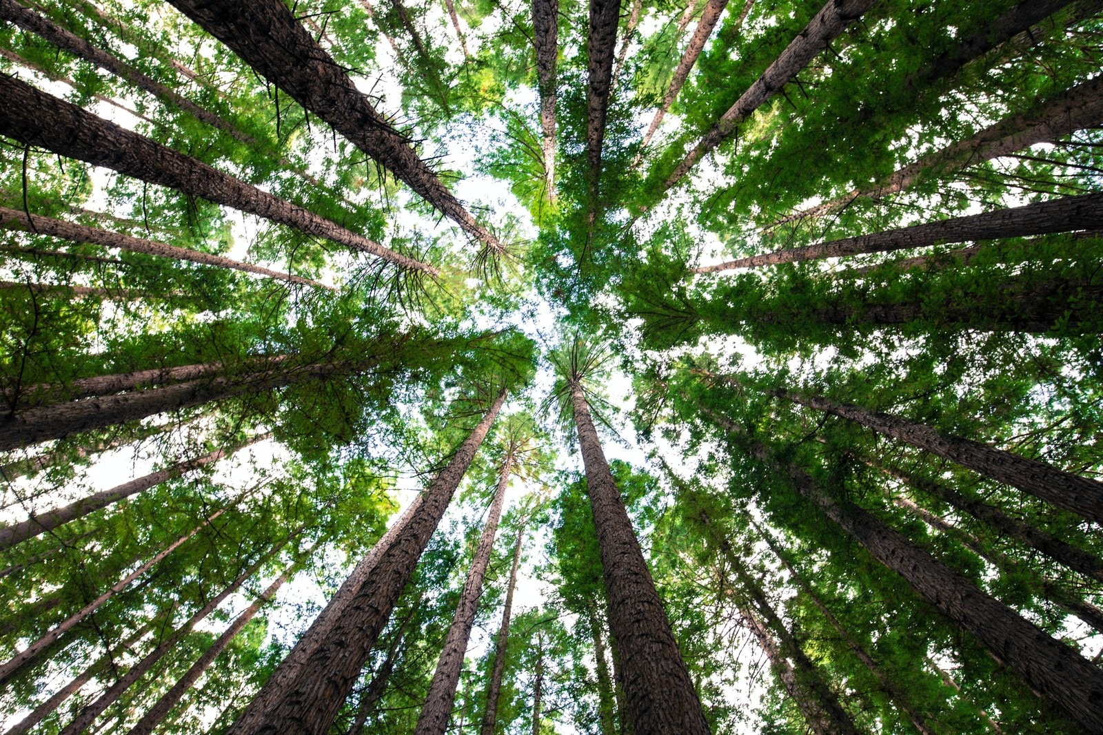 Paris aims to plant 170,000 trees to keep the city cool | World ...