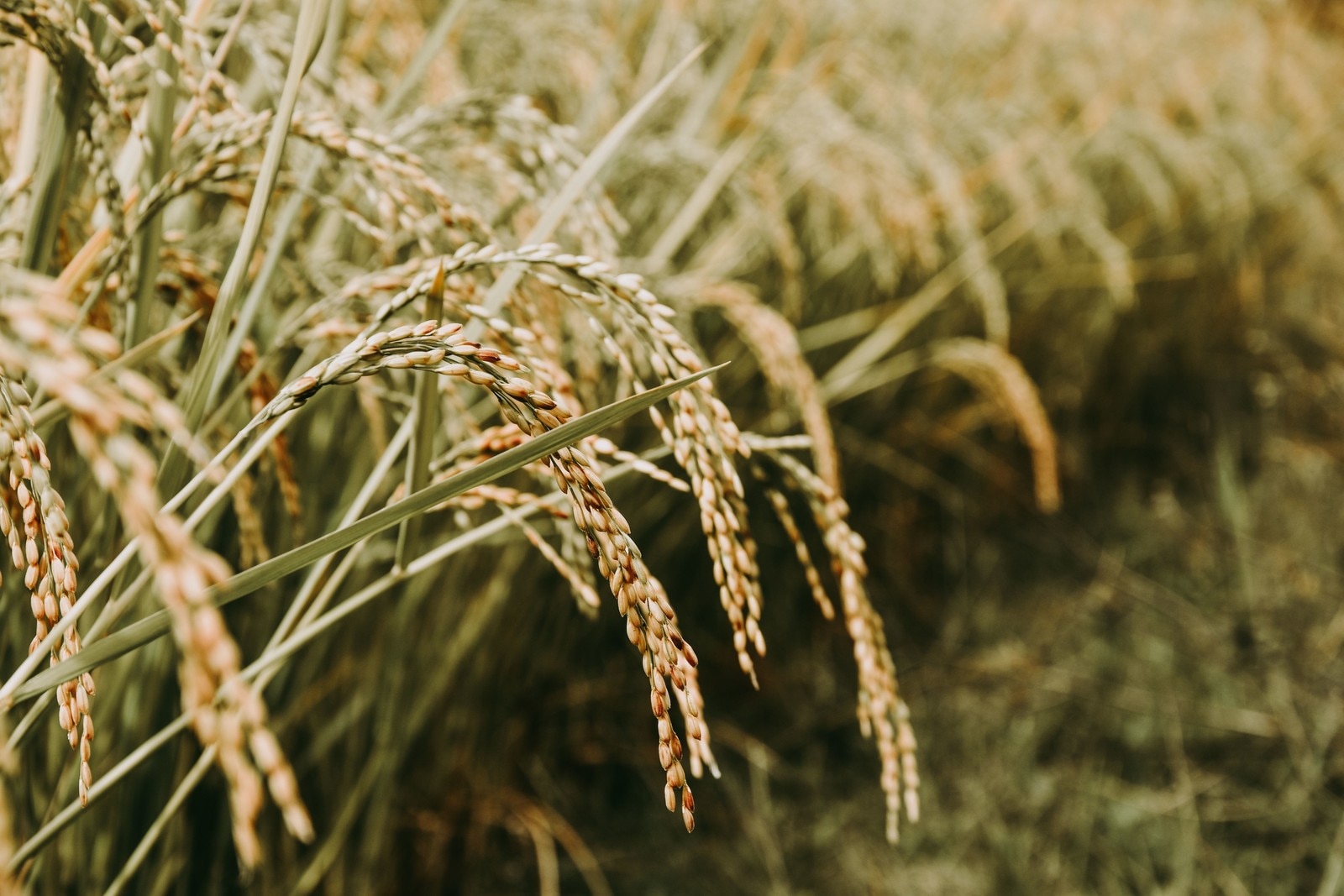 Prices for these crops are most impacted by climate change | World ...