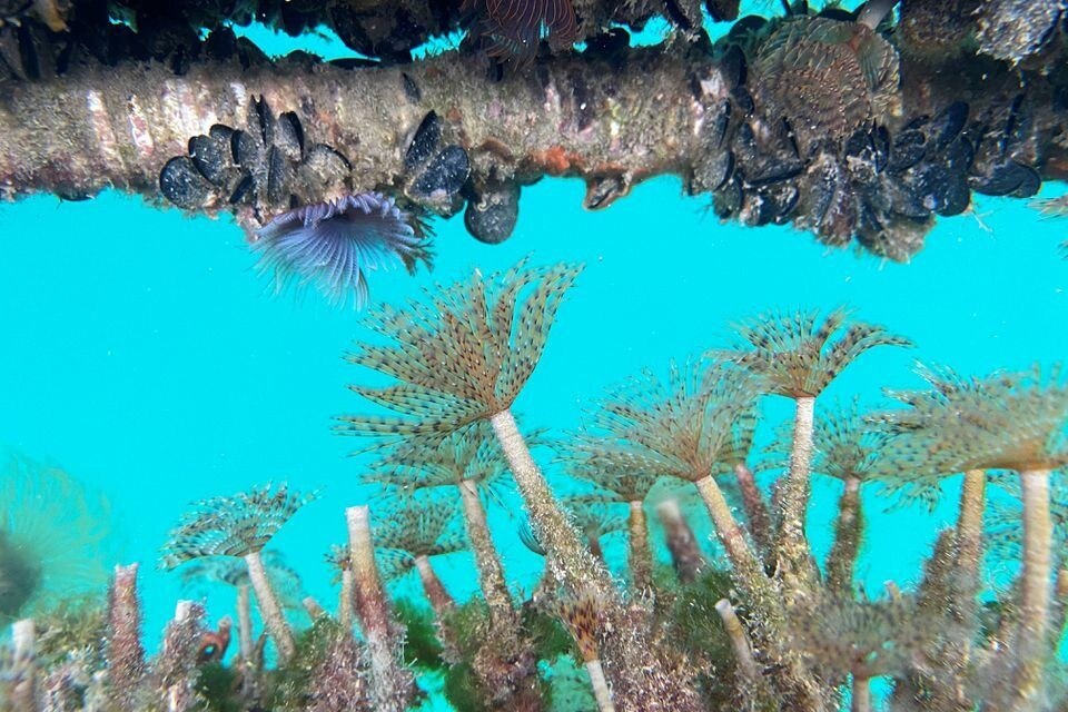 Italy's 'Smart Bay' seeks to tackle Mediterranean climate change ...