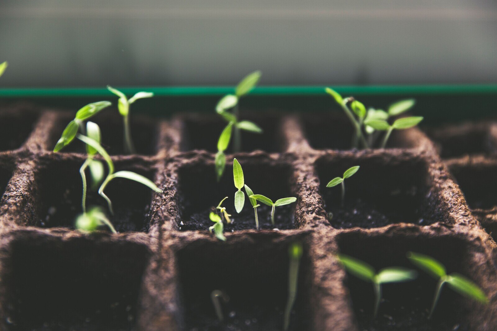 As food insecurity rises, these 6 projects can fight hunger | World ...