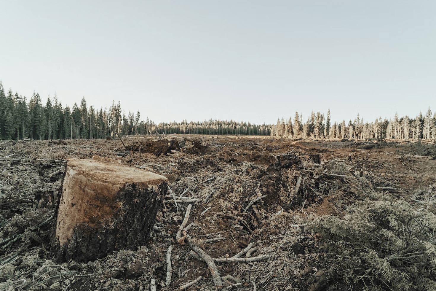 A deforestation guide: Everything from forests to farming | World ...