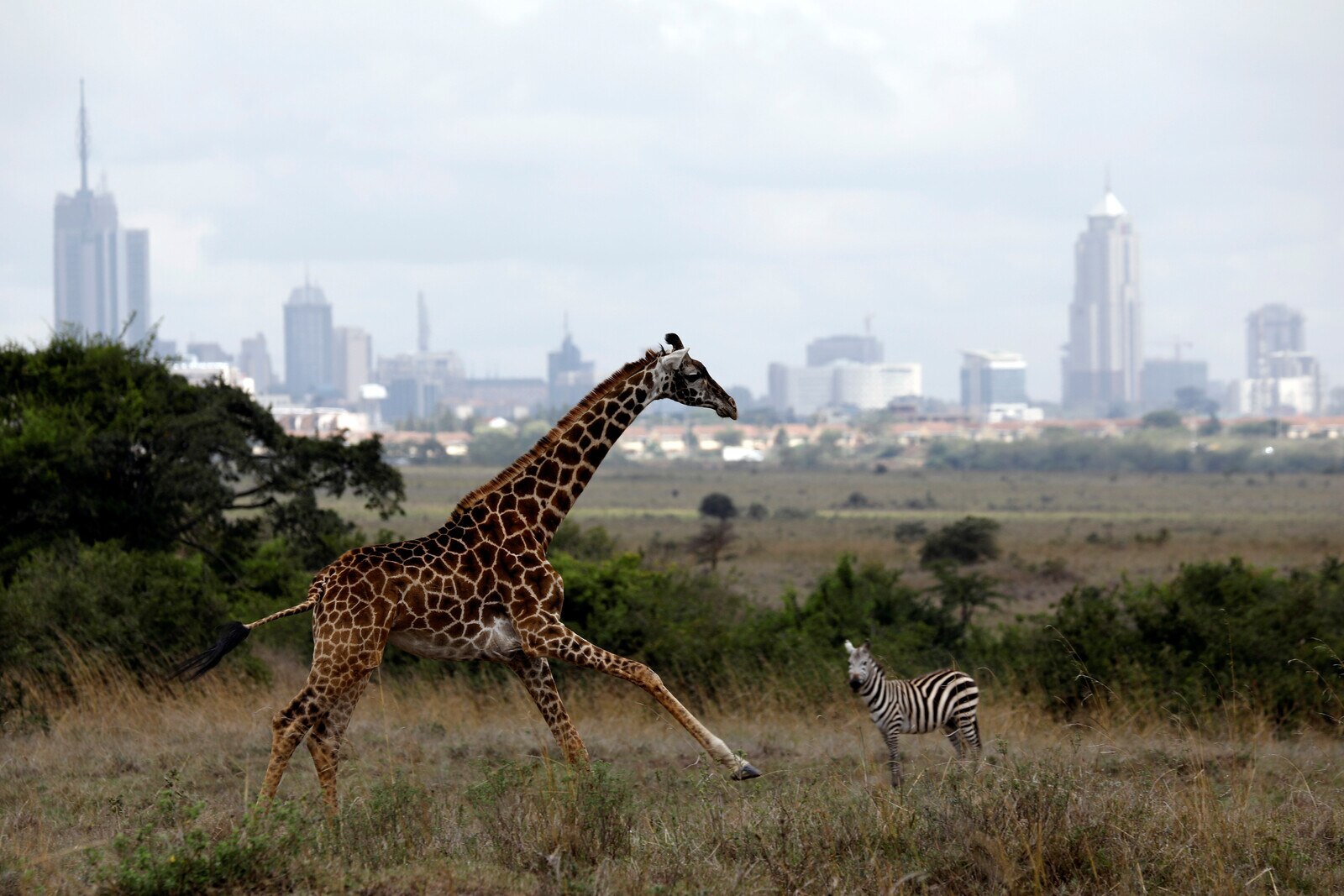 Top nature and climate stories to read this week | World Economic Forum