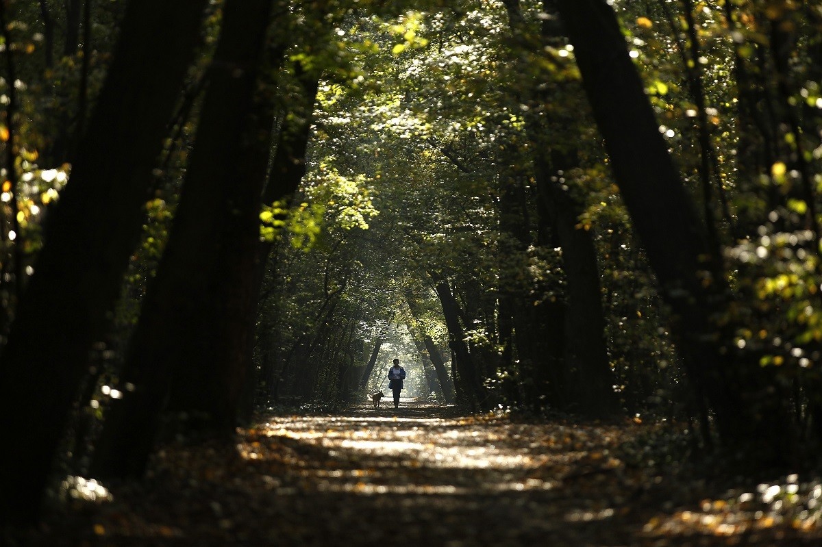 Innovations helping to conserve, restore and grow a trillion trees ...