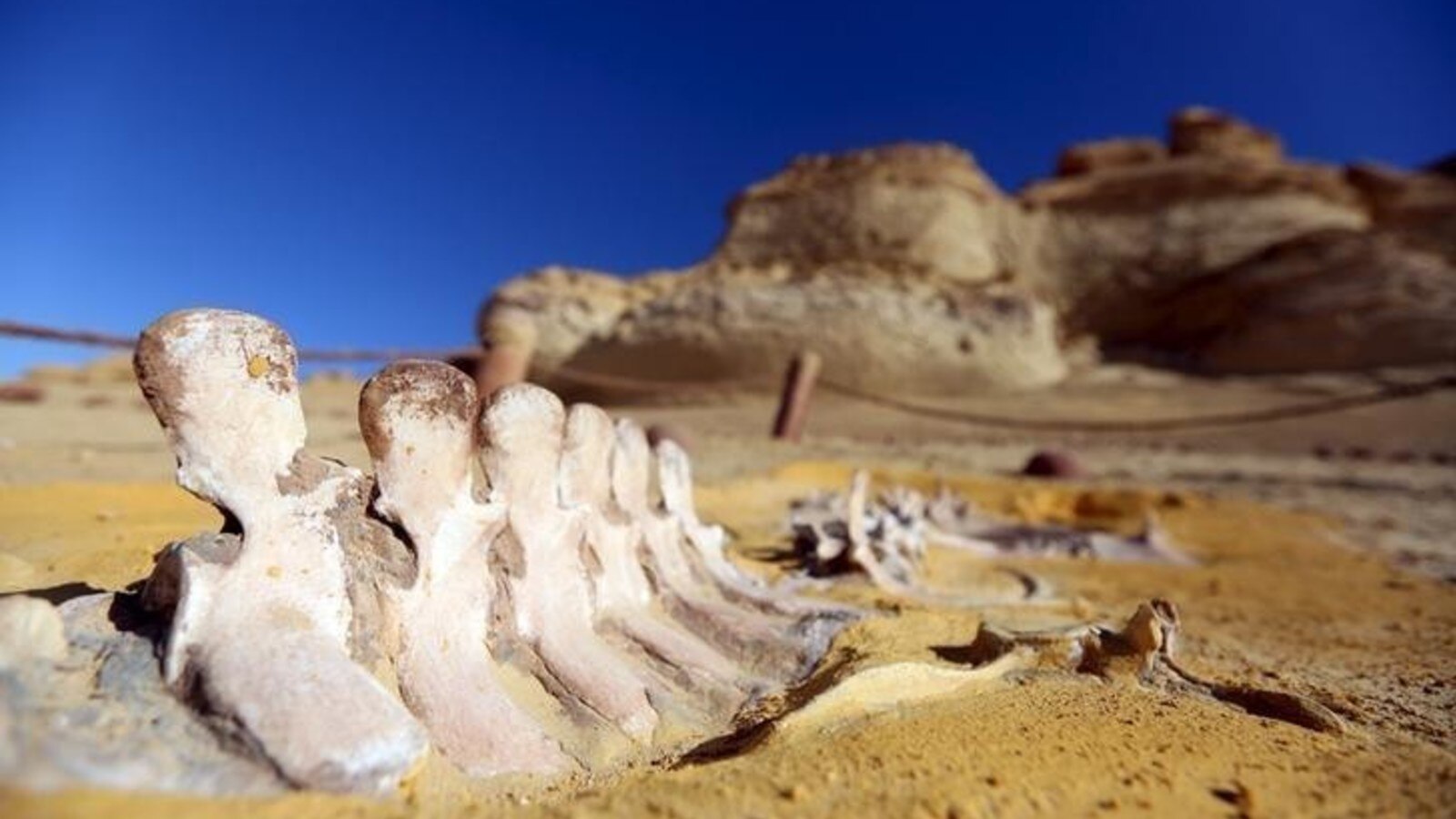 Jennifer Botha-Brink - Agenda Contributor | World Economic Forum