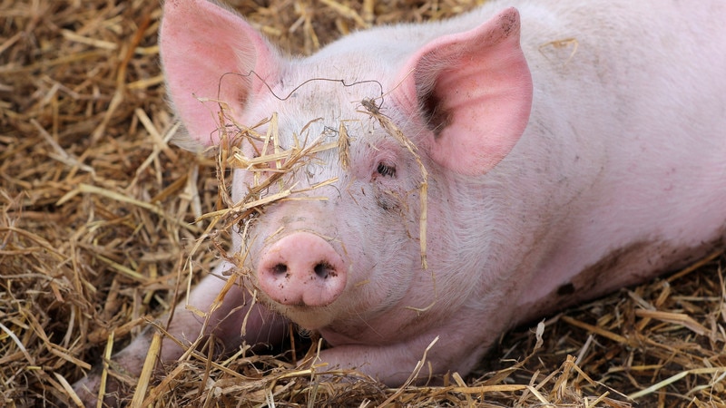Scientists have revived basic cellular activity pigs' brains hours ...