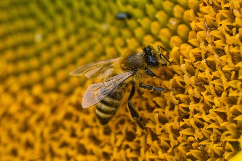 Honeybee lifespans have halved in the past 50 years. Why? | World ...