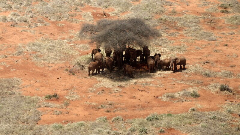 How have humans changed the way other species live? | World Economic Forum