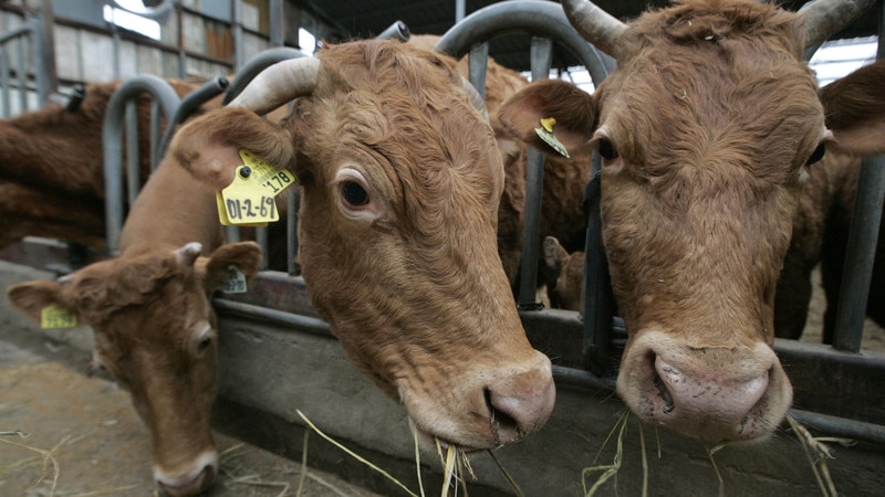 6 Pressing Questions About Beef And Climate Change Answered World