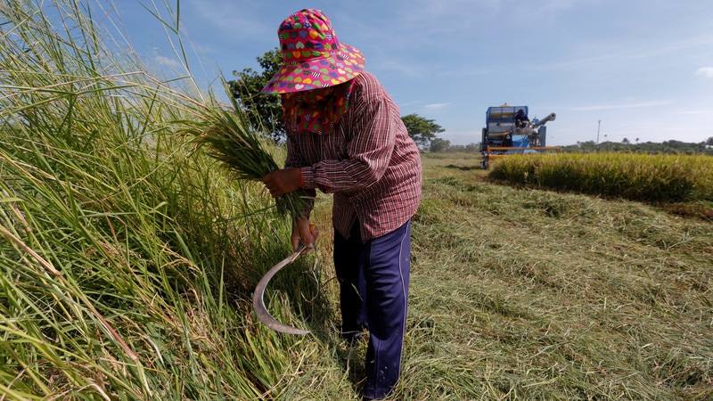 Thailand asks farmers not to grow off-season rice due to drought ...