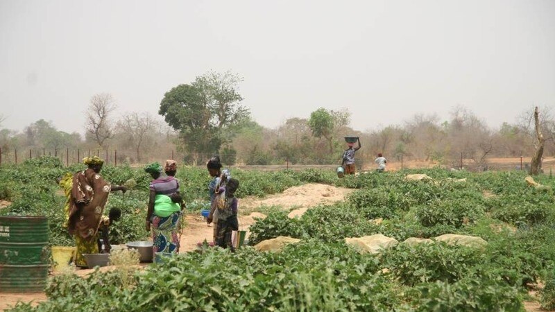 How one Malian town is fighting hunger | World Economic Forum