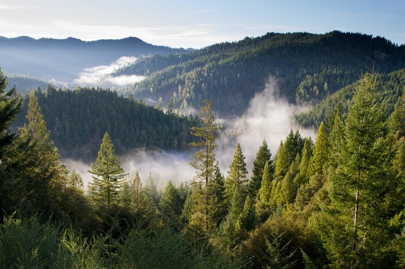 Making the trillion trees vision a reality | World Economic Forum