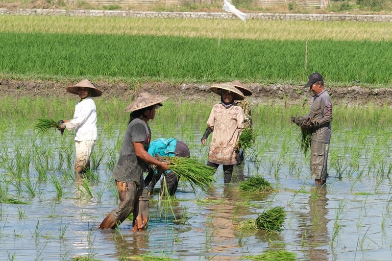 How Vietnamese farmers use technology in rice fields | World Economic Forum