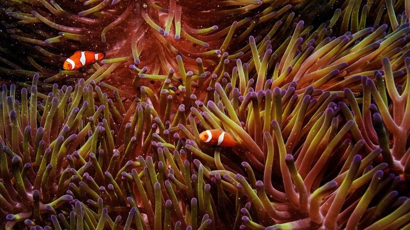 The ocean is essential for our planet - we need to help nature protect ...