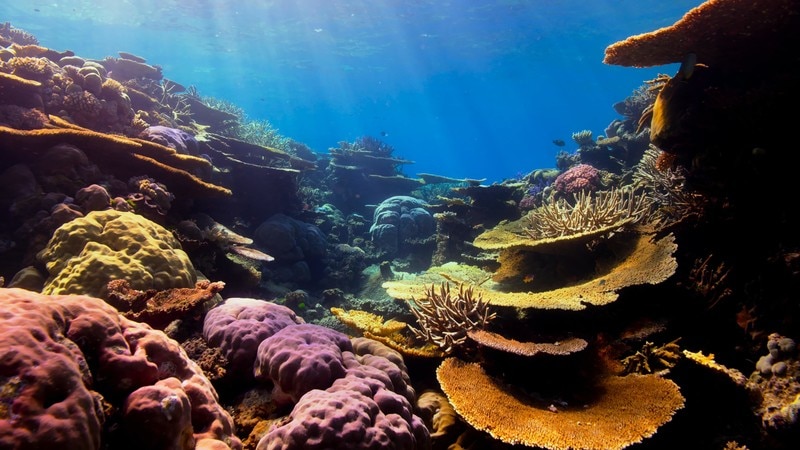 Experts say it's not too late to save the world's coral reefs | World ...