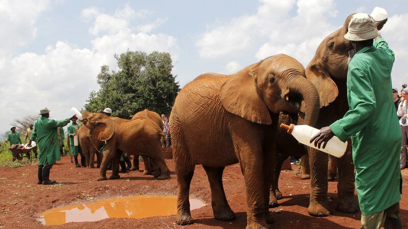 How Africa’s rangers save wildlife – and us | World Economic Forum