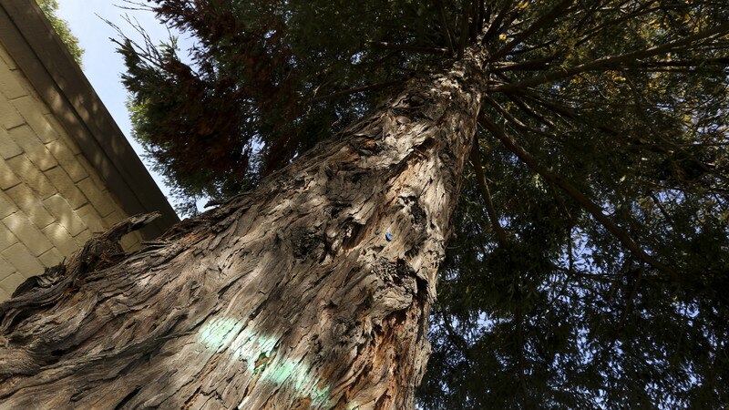 How tree rings could help us gather crucial data on climate change ...