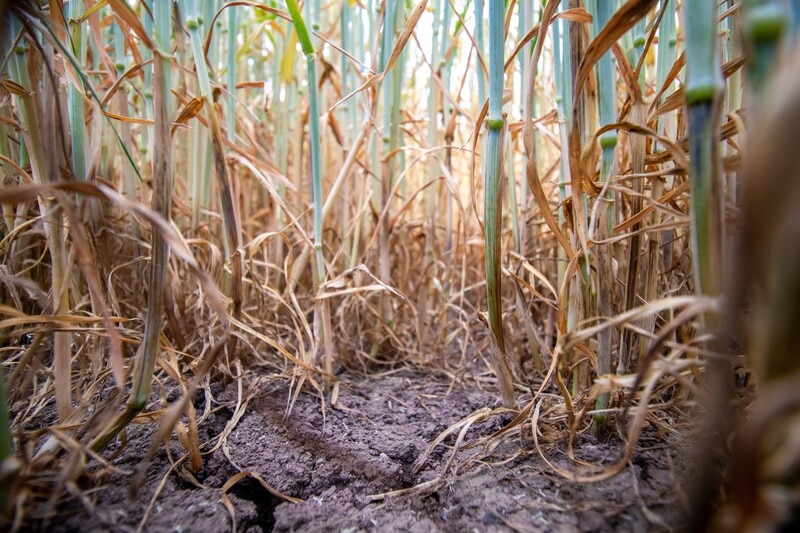 These are the top 3 global climate risks we face globally | World ...