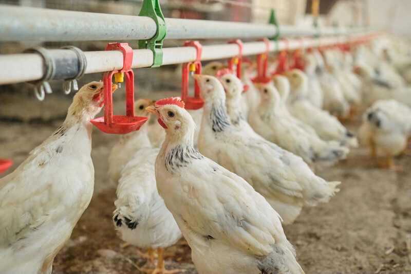 Resisting resistance: How animal health can prevent a global crisis ...