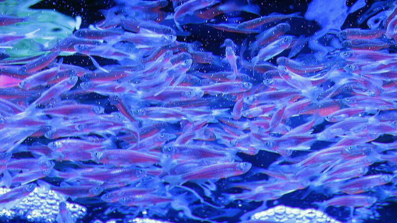 Could zebrafish help us learn more about autism? | World Economic Forum