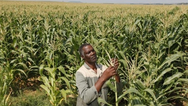 How to use the land to tackle climate change | World Economic Forum