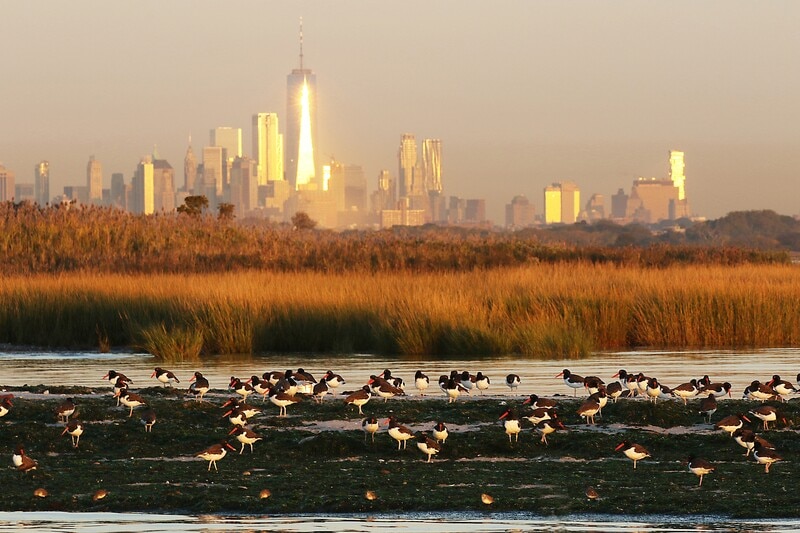 Why New York City’s biodiversity plan matters to the world | World ...