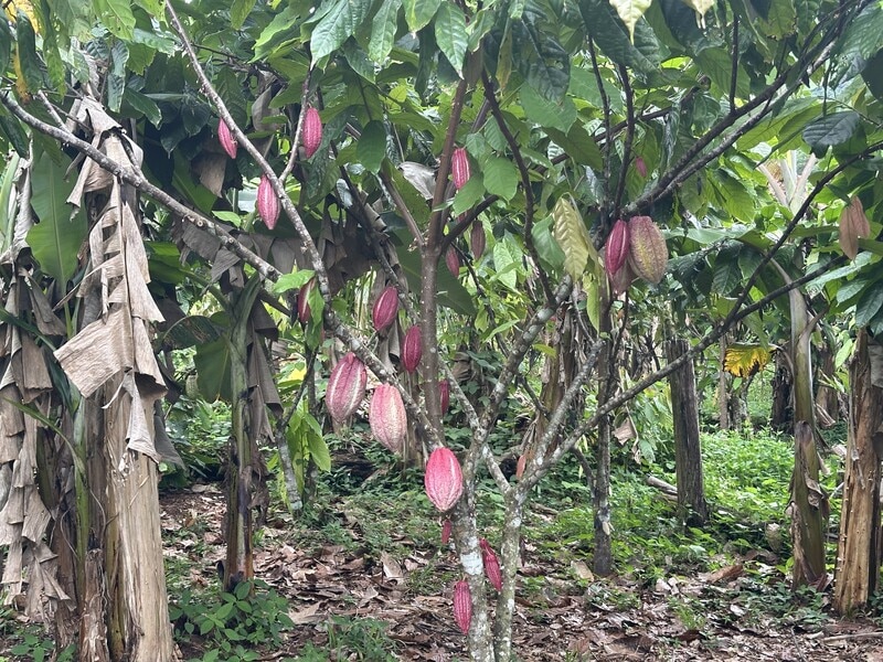 Building a resilient cocoa future through supply chains | World ...