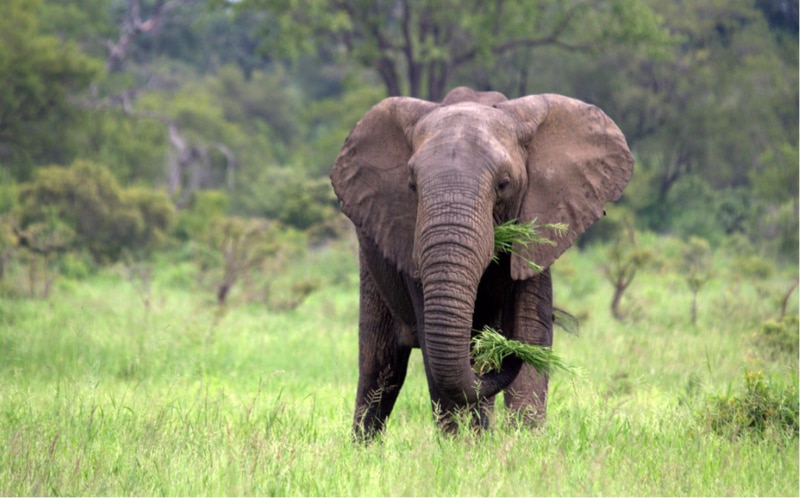 Why do some African elephants not have any tusks? | World Economic Forum
