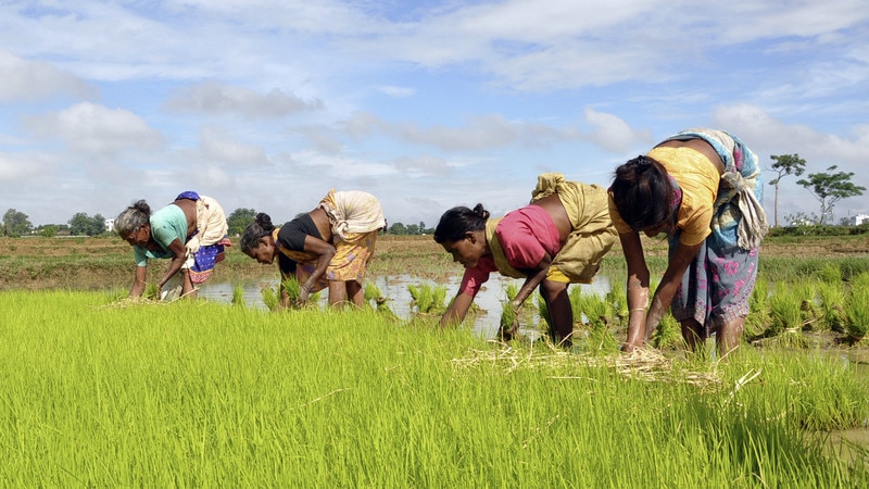 Can index insurance protect poor farmers against climate risks? | World ...