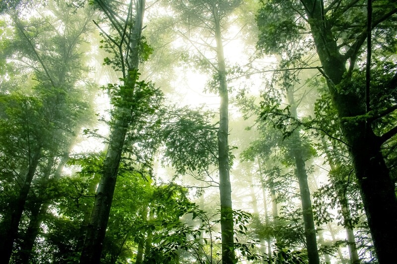 Why forest conservation will safeguard Japan’s groundwater | World ...