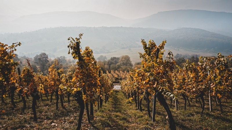 How does climate change impact vineyard agriculture? | World Economic Forum