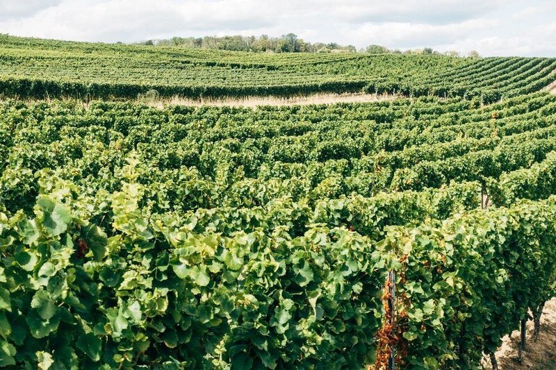Agriculture: How can we improve the yield from crops? | World Economic ...