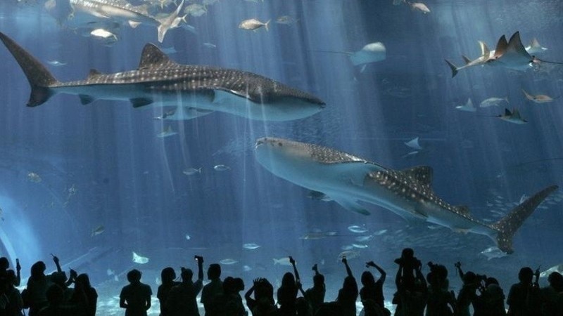 Why we need to save the sharks | World Economic Forum