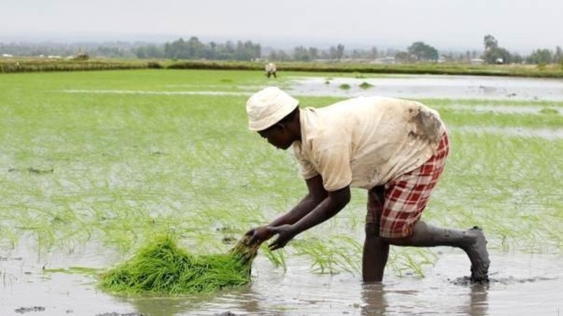 How Tanzania’s rice farmers are cutting carbon emissions | World ...