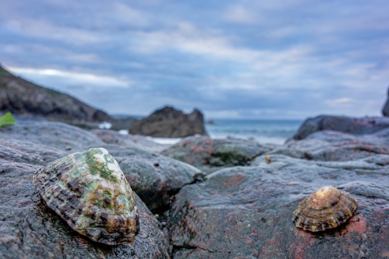 Why does the humble limpet deserve greater recognition? | World ...