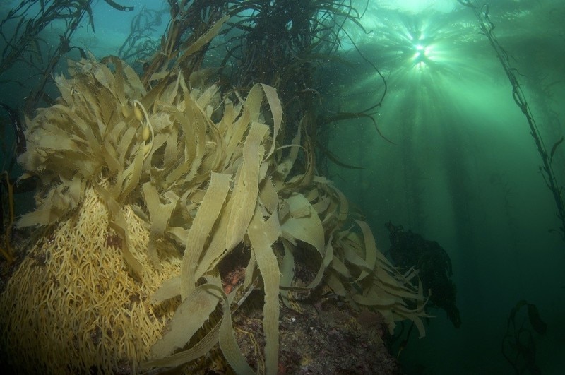 Is the answer to land-based agriculture found in the ocean? | World ...