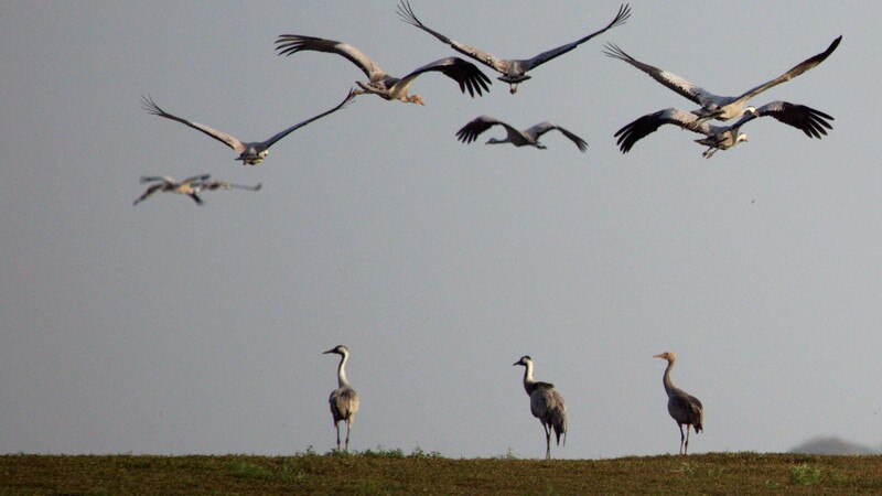This species of bird is benefiting from the effects of climate change ...