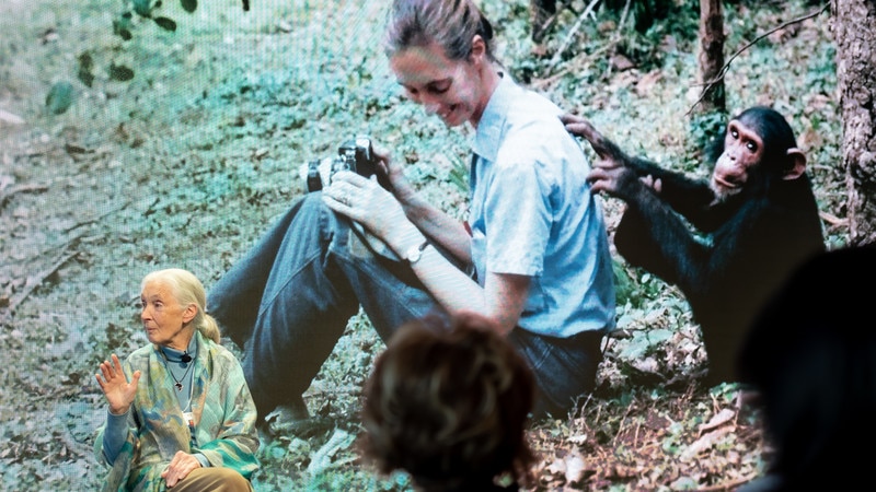 Jane Goodall tells Davos: name trees to save trees | World Economic Forum