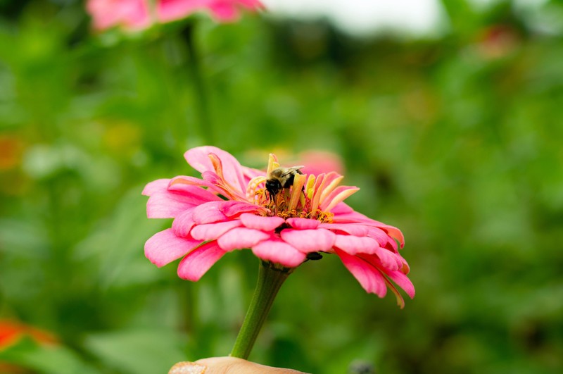 Climate change is changing biodiversity as we know it | World Economic ...