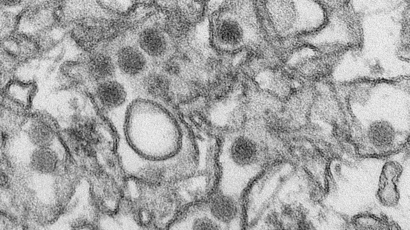Zika: how big is the risk? | World Economic Forum