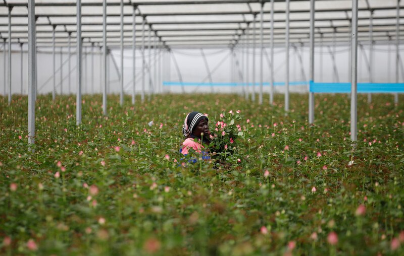 How to navigate the thorny challenges of horticulture exports | World ...