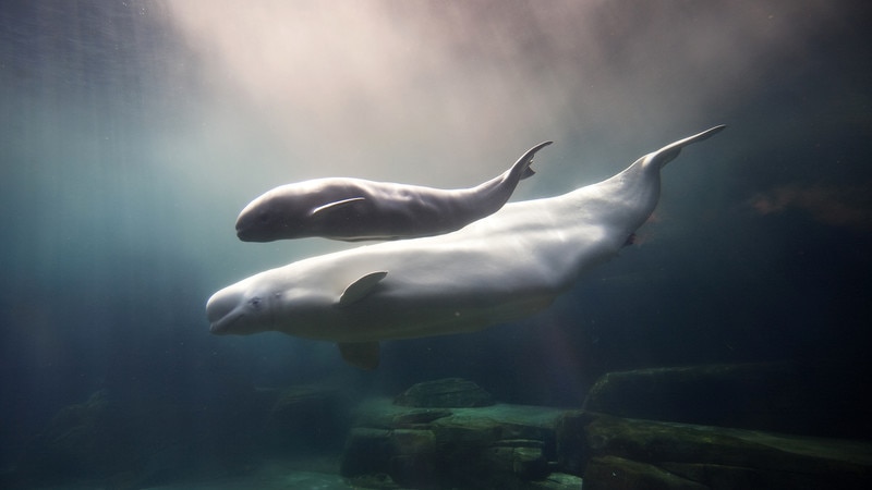 Iceland is opening the 'world's first' whale sanctuary in the ocean ...